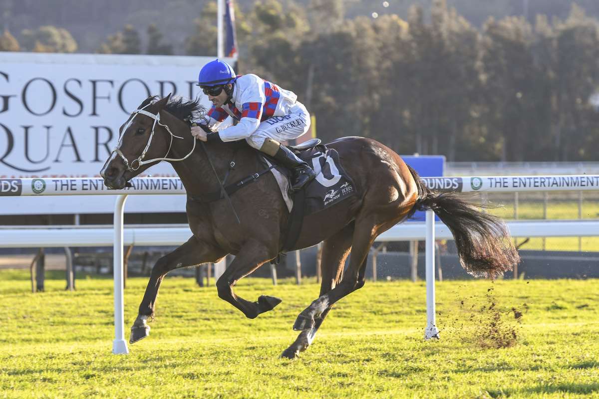 LOOKER STICKS WITH ALLARD’S LAD AT GOSFORD | The Entertainment Grounds